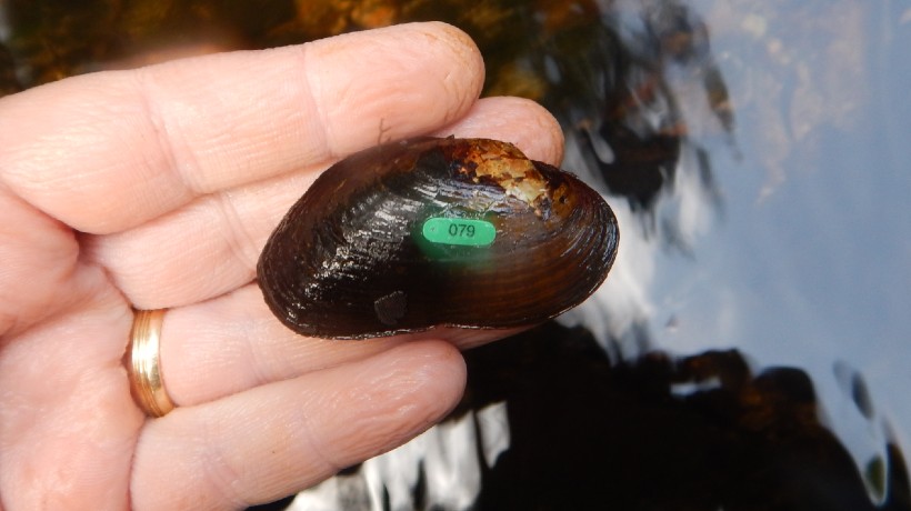 Species Spotlight: Brook floater | Mass.gov