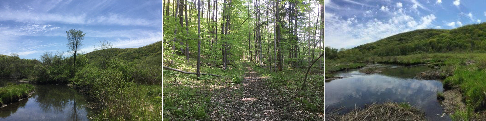 Williams River Preservation Parcel | Mass.gov