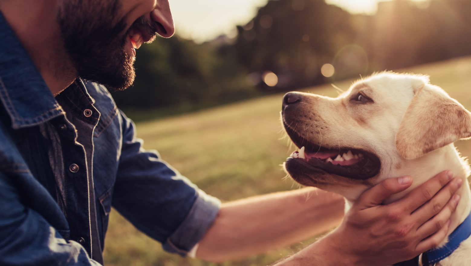 Assistance animals in housing | Mass.gov