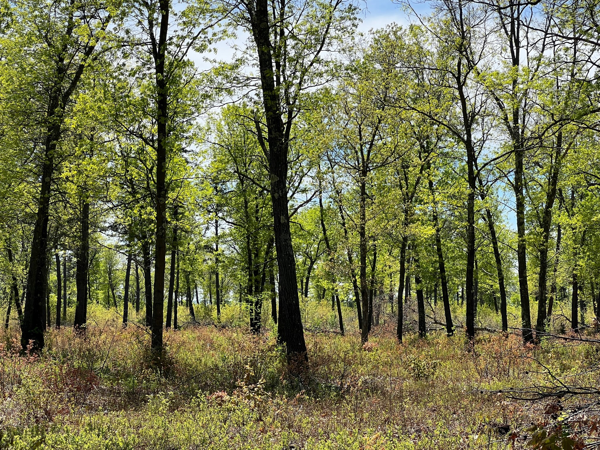 Oak woodland restoration at Squannacook River WMA | Mass.gov