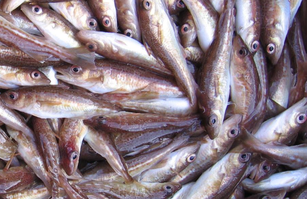 Cod Research | Mass.gov