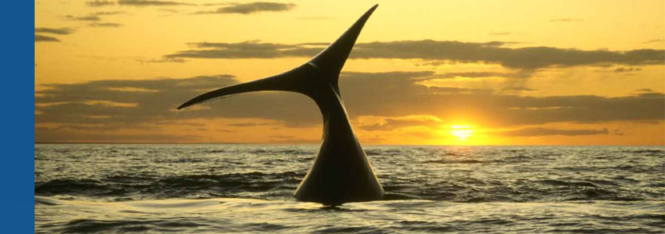 Get an Environmental Trust license plate | Mass.gov