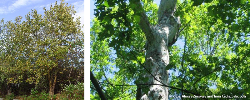 Coastal Landscaping in Massachusetts - Trees | Mass.gov