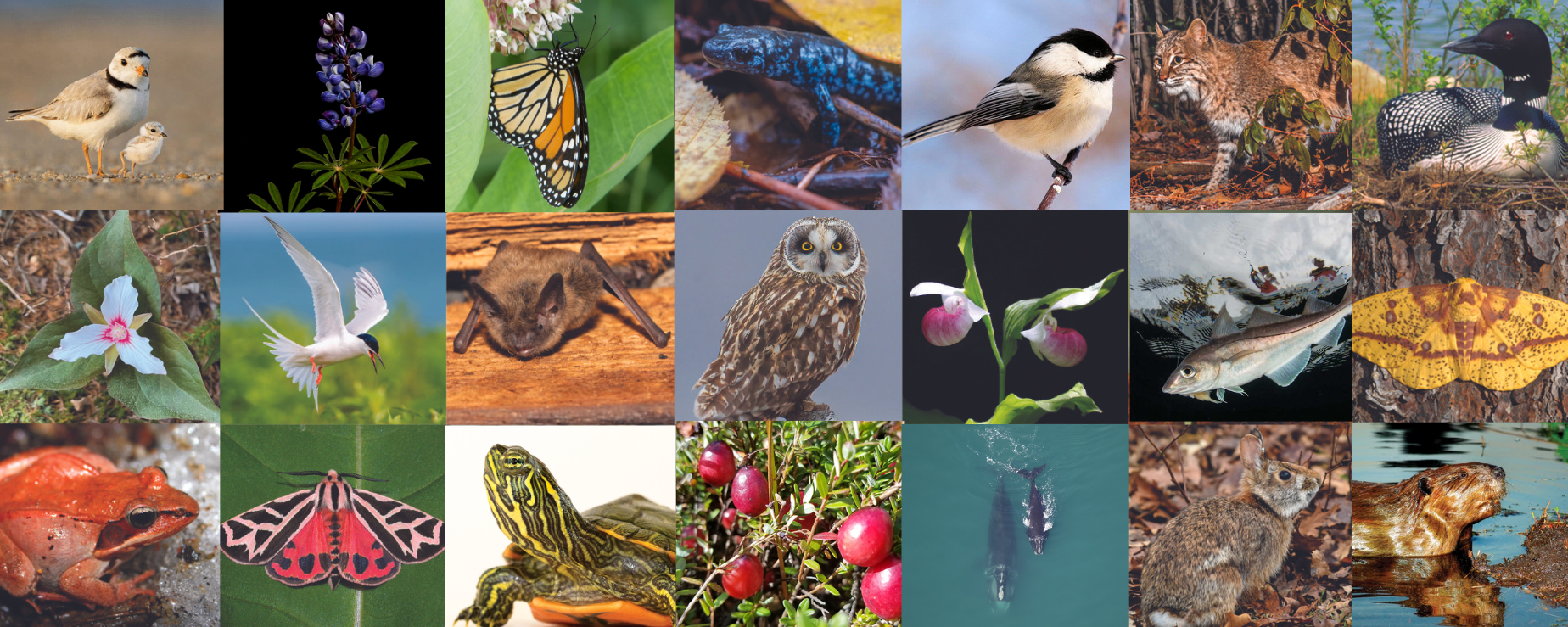 Biodiversity Goals for the Commonwealth | Mass.gov