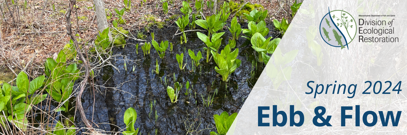 Ebb & Flow, Spring 2024 | Mass.gov