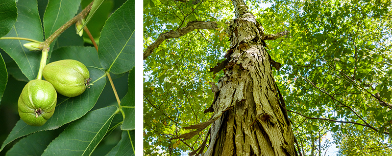Coastal Landscaping in Massachusetts - Trees | Mass.gov