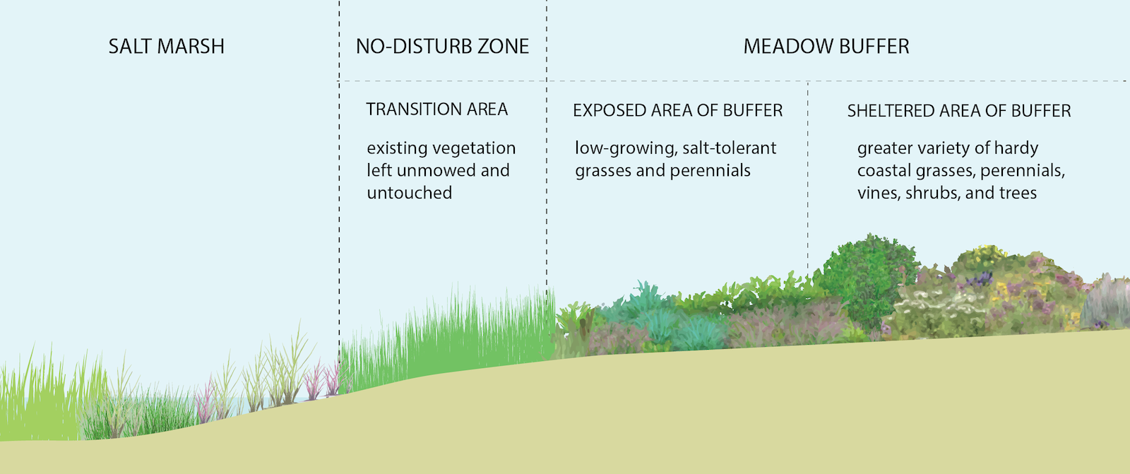 Landscaping Near a Salt Marsh: Planting a Meadow Buffer | Mass.gov