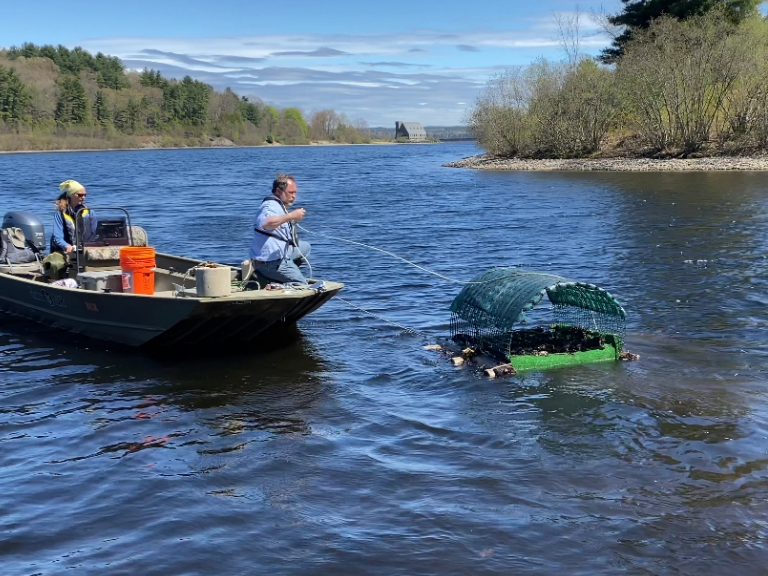 Water Supply Protection Spotlight: Loons | Mass.gov