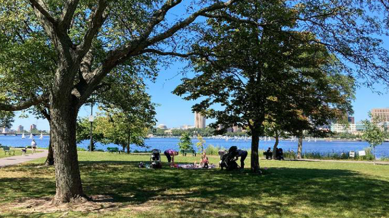 DCR Project Shade | Mass.gov