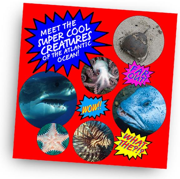 CZ-Tip - Massachusetts Most Intriguing Marine Creatures | Mass.gov