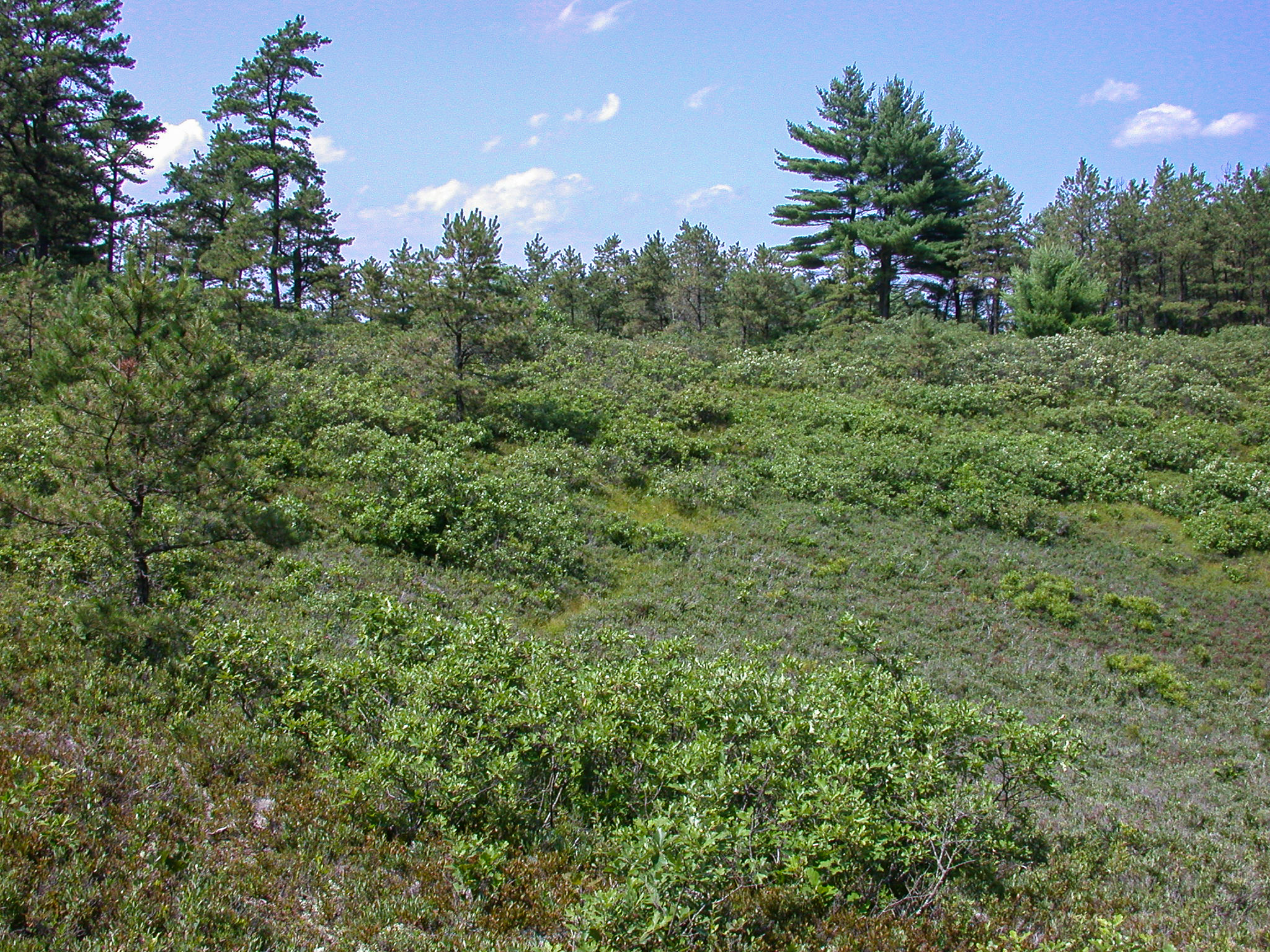 Pine Barrens Macaria | Mass.gov
