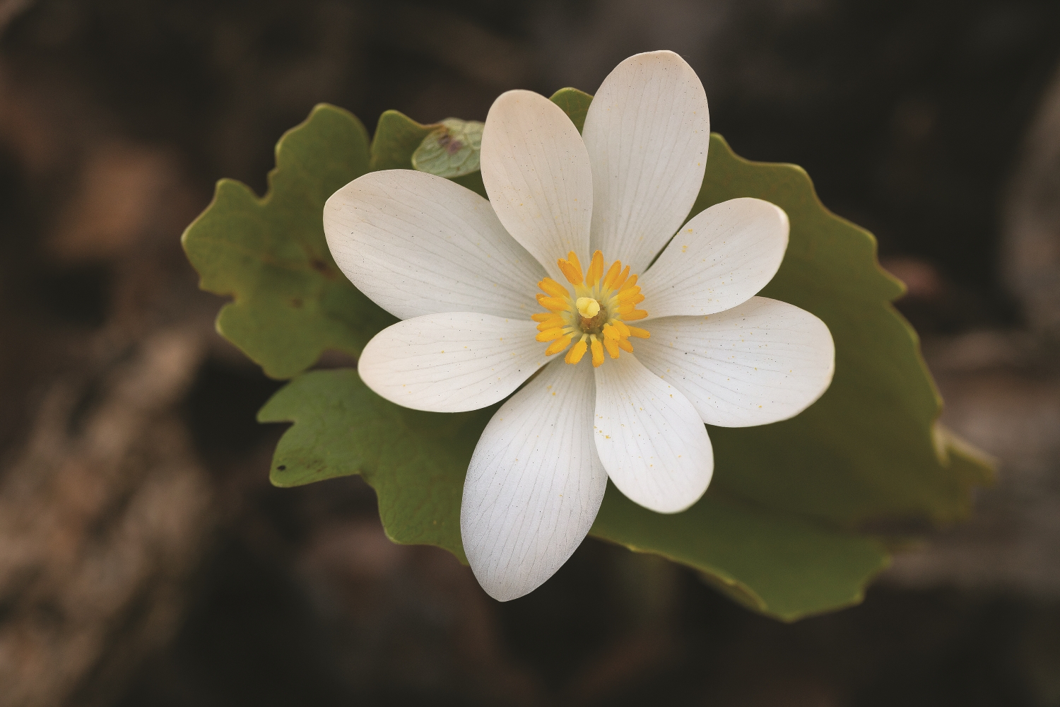 Spring ephemeral flowers | Mass.gov