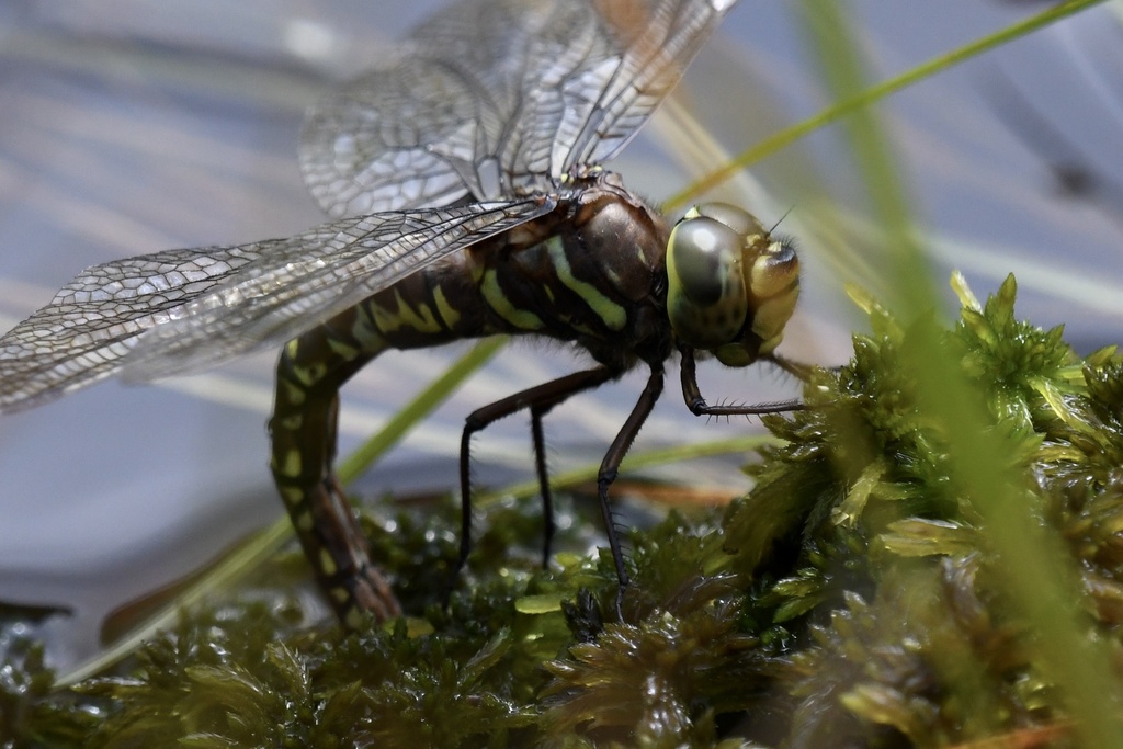Subarctic Darner | Mass.gov
