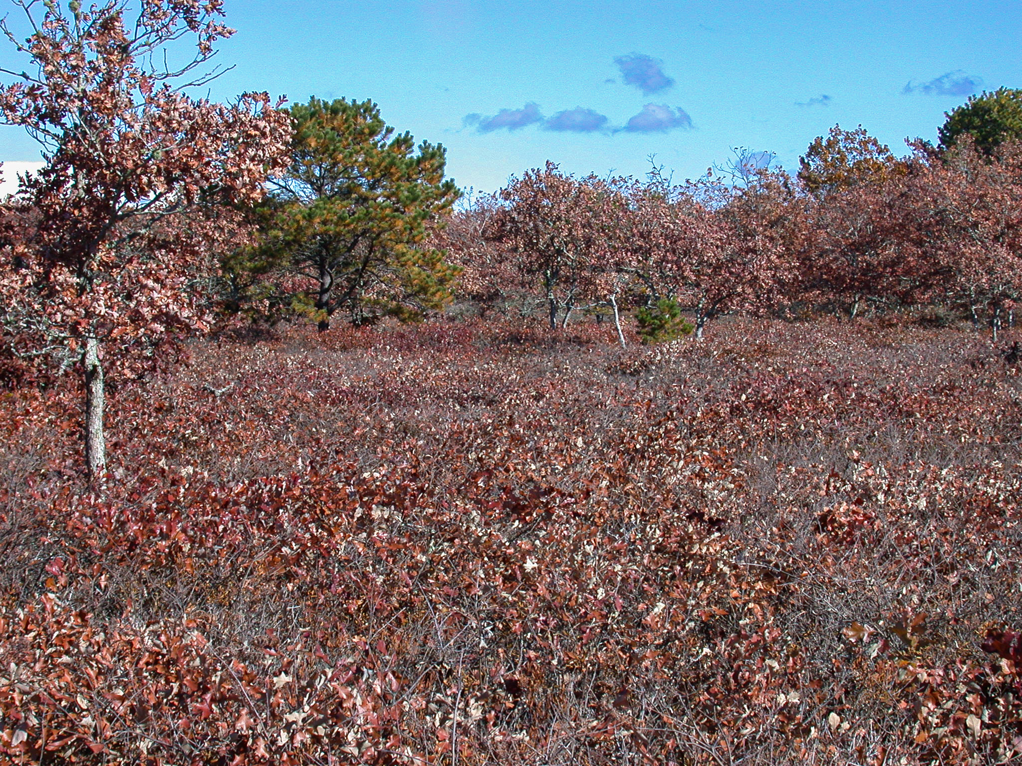 Barrens Metarranthis | Mass.gov