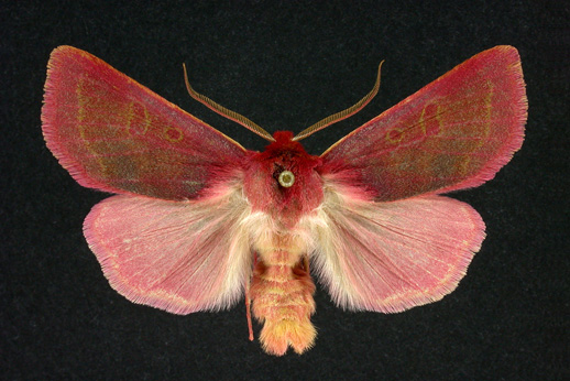 Pink Sallow Moth | Mass.gov