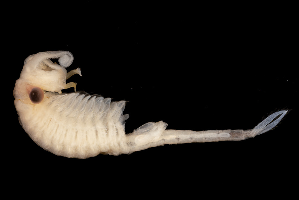 Intricate Fairy Shrimp | Mass.gov