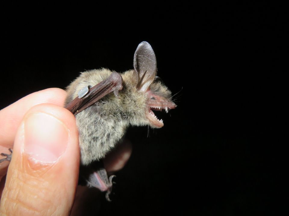 Northern Long-eared Bat | Mass.gov