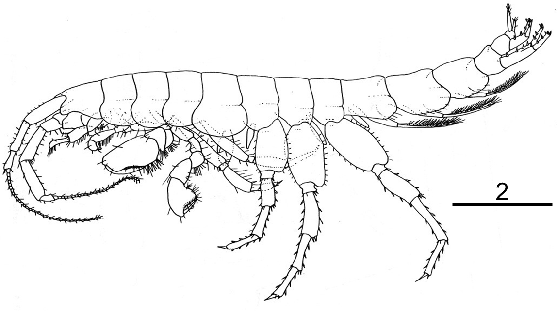 Piedmont Groundwater Amphipod | Mass.gov