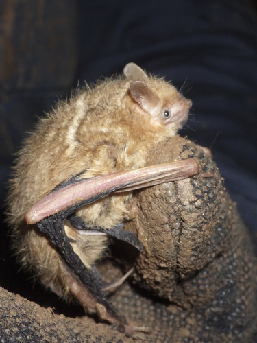 Tri-colored Bat | Mass.gov