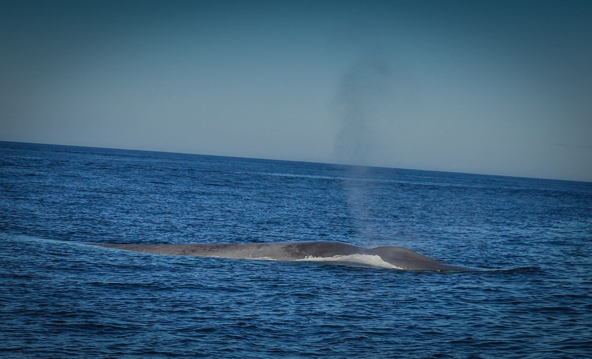 Blue Whale | Mass.gov