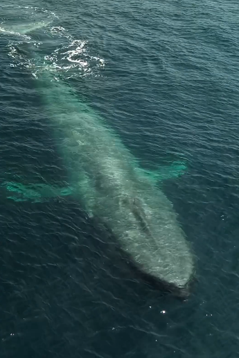 Blue Whale | Mass.gov