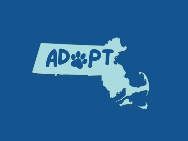Adopt Local Animals | Mass.gov
