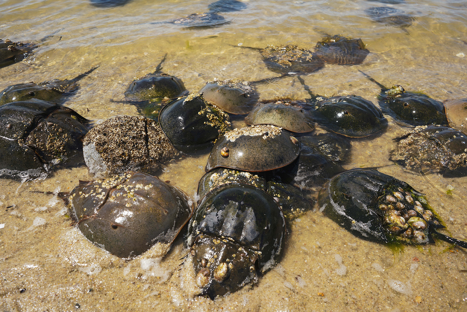 Observing Horseshoe Crabs in Massachusetts | Mass.gov