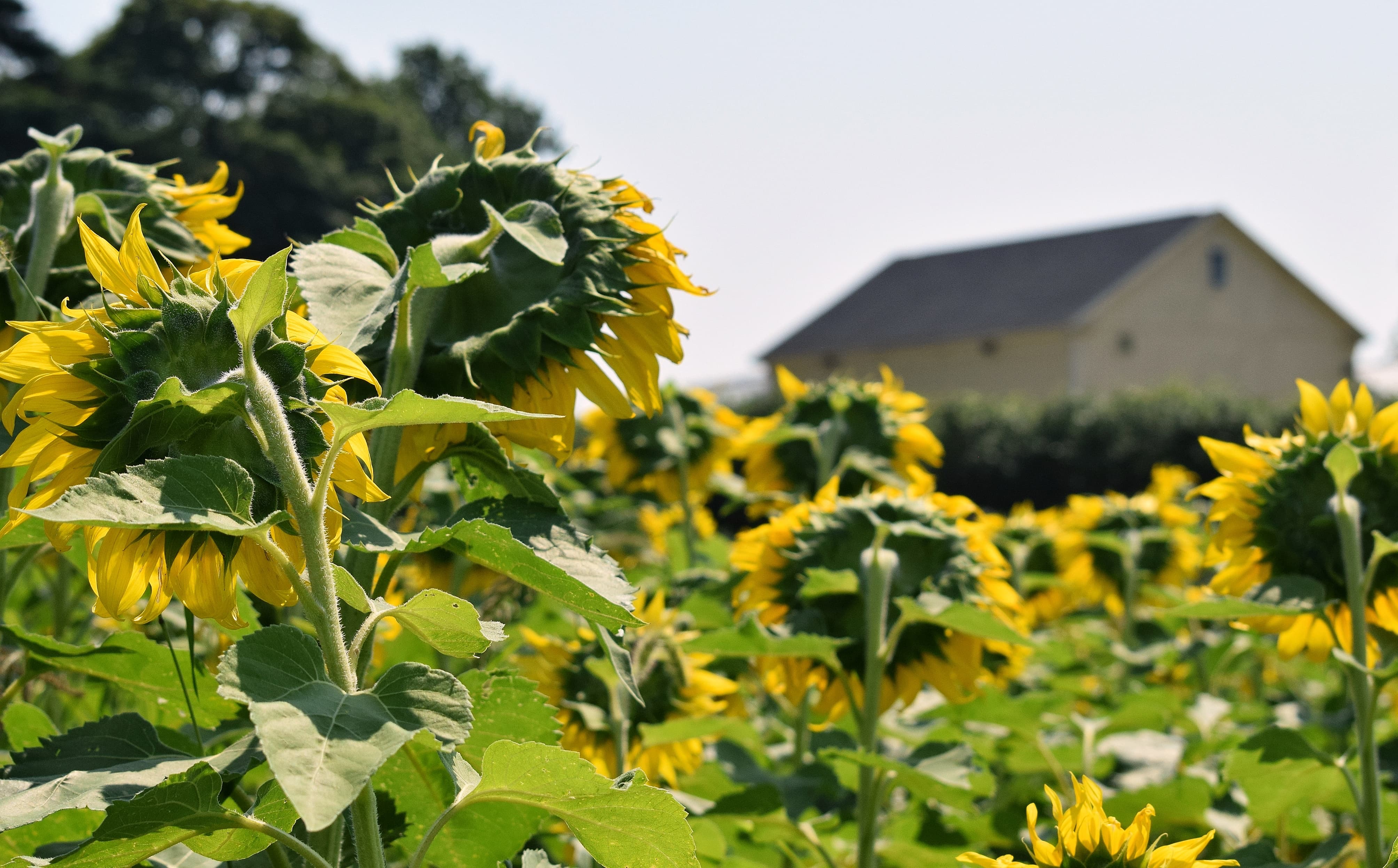 MDAR's Plan de Acceso Lingüístico (MDAR's Language Access Plan) | Mass.gov