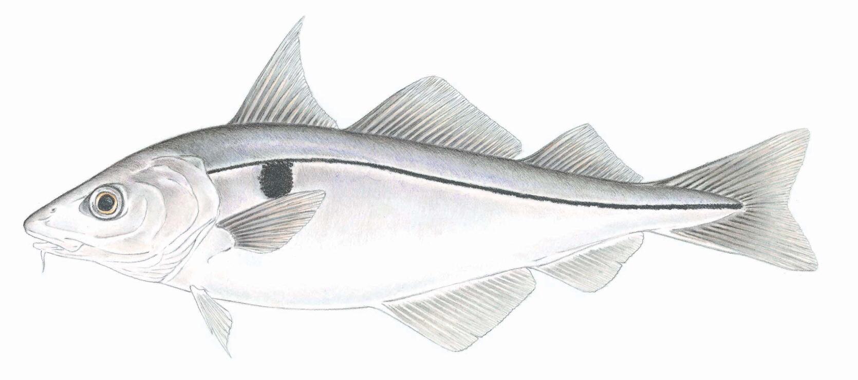 Learn about: Haddock | Mass.gov