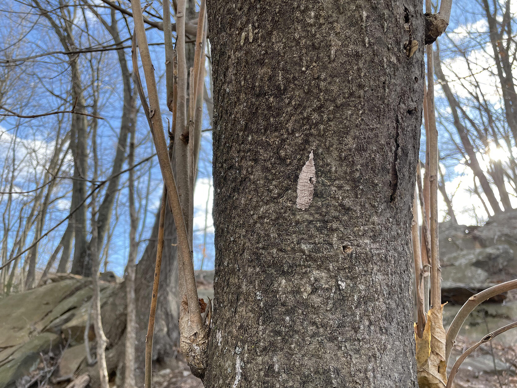 MDAR Marks National Invasive Species Awareness Week with Update on ...