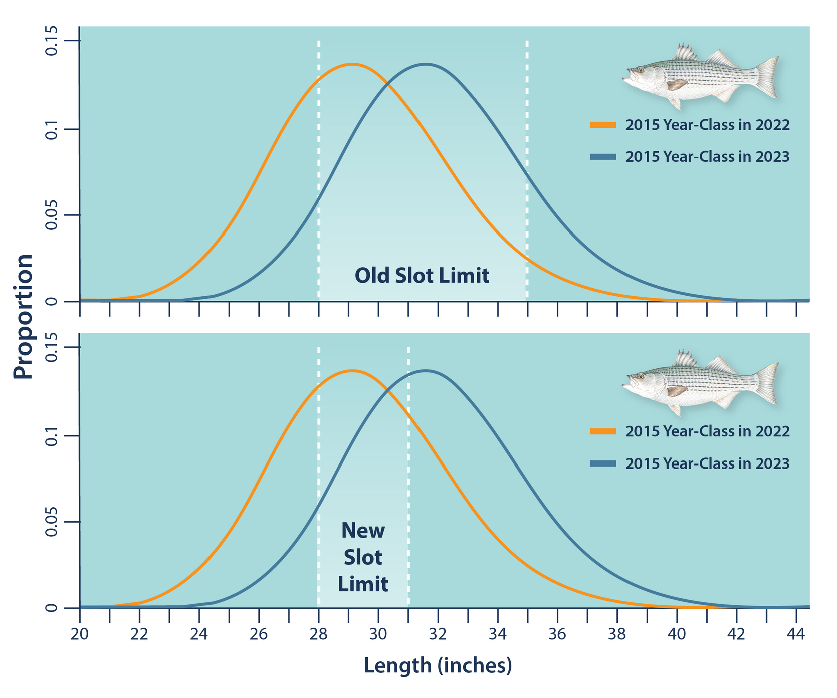 Striped Bass Frequently Asked Questions (FAQ) | Mass.gov