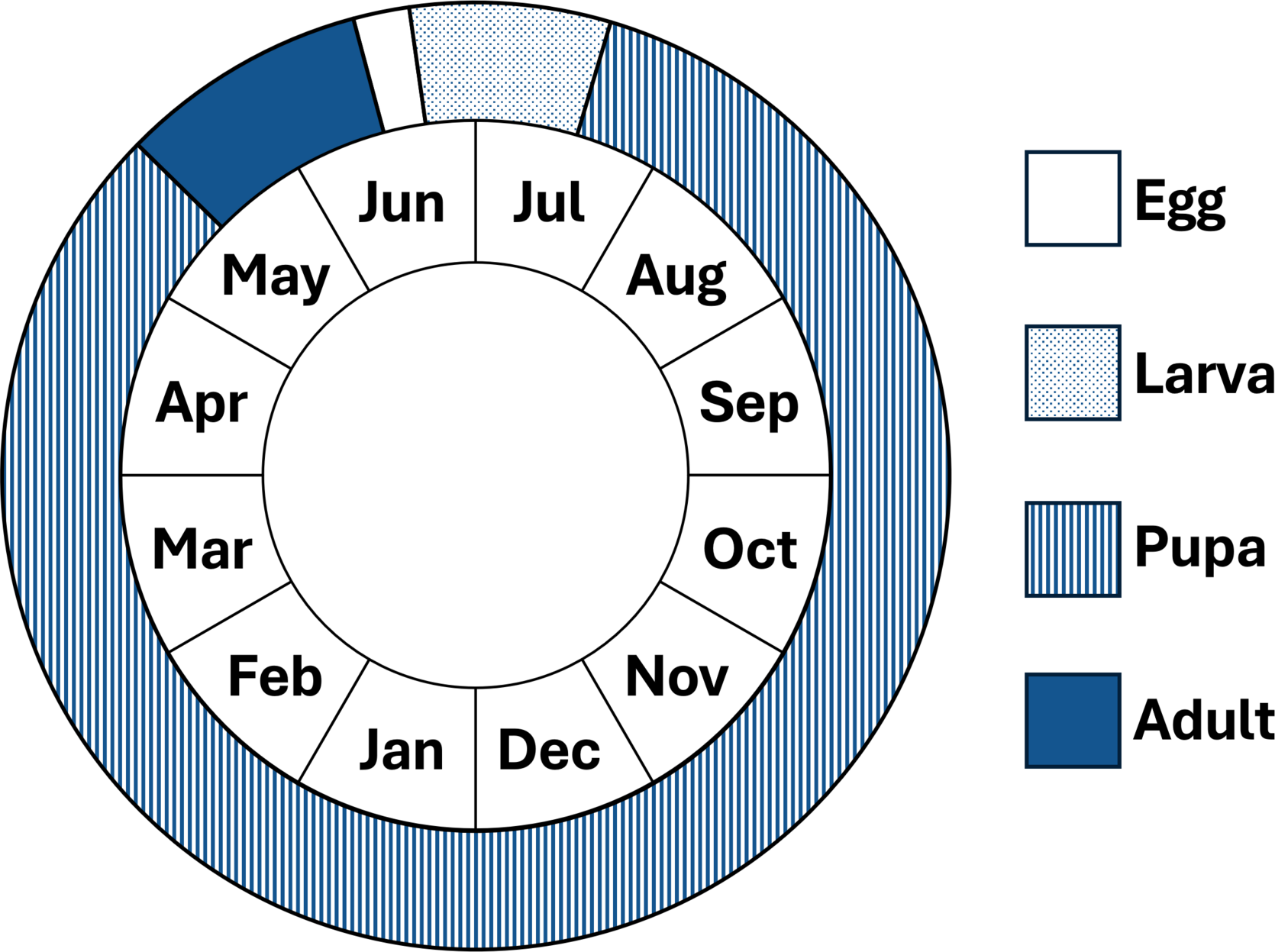 Slender Clearwing Sphinx Moth | Mass.gov