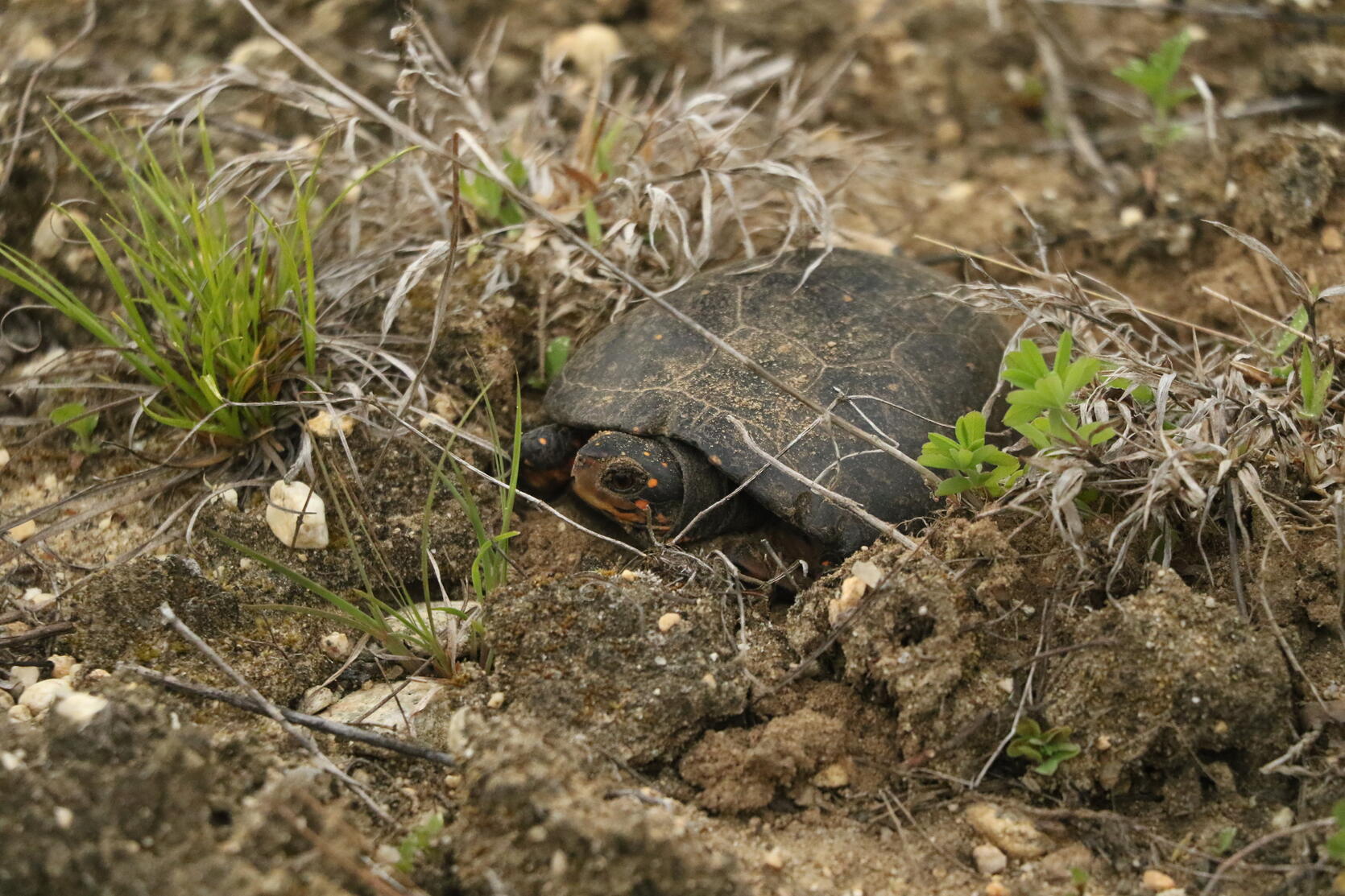 Spotted Turtle | Mass.gov