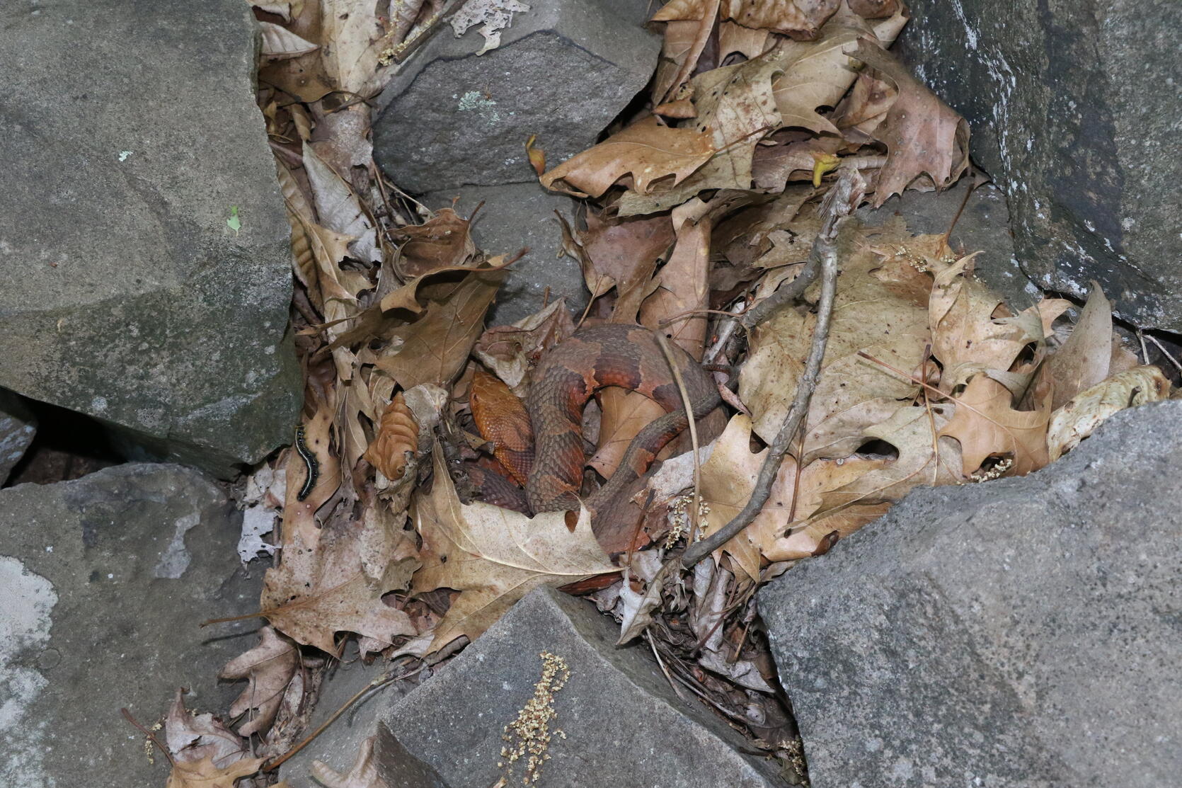 Copperhead | Mass.gov