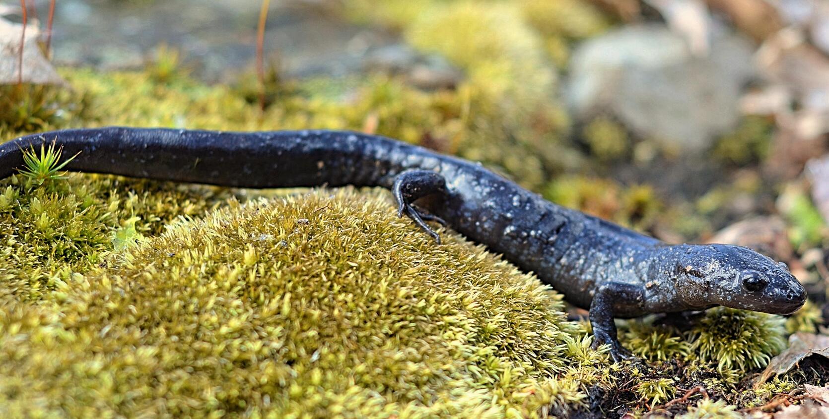 Jefferson salamander (complex) | Mass.gov