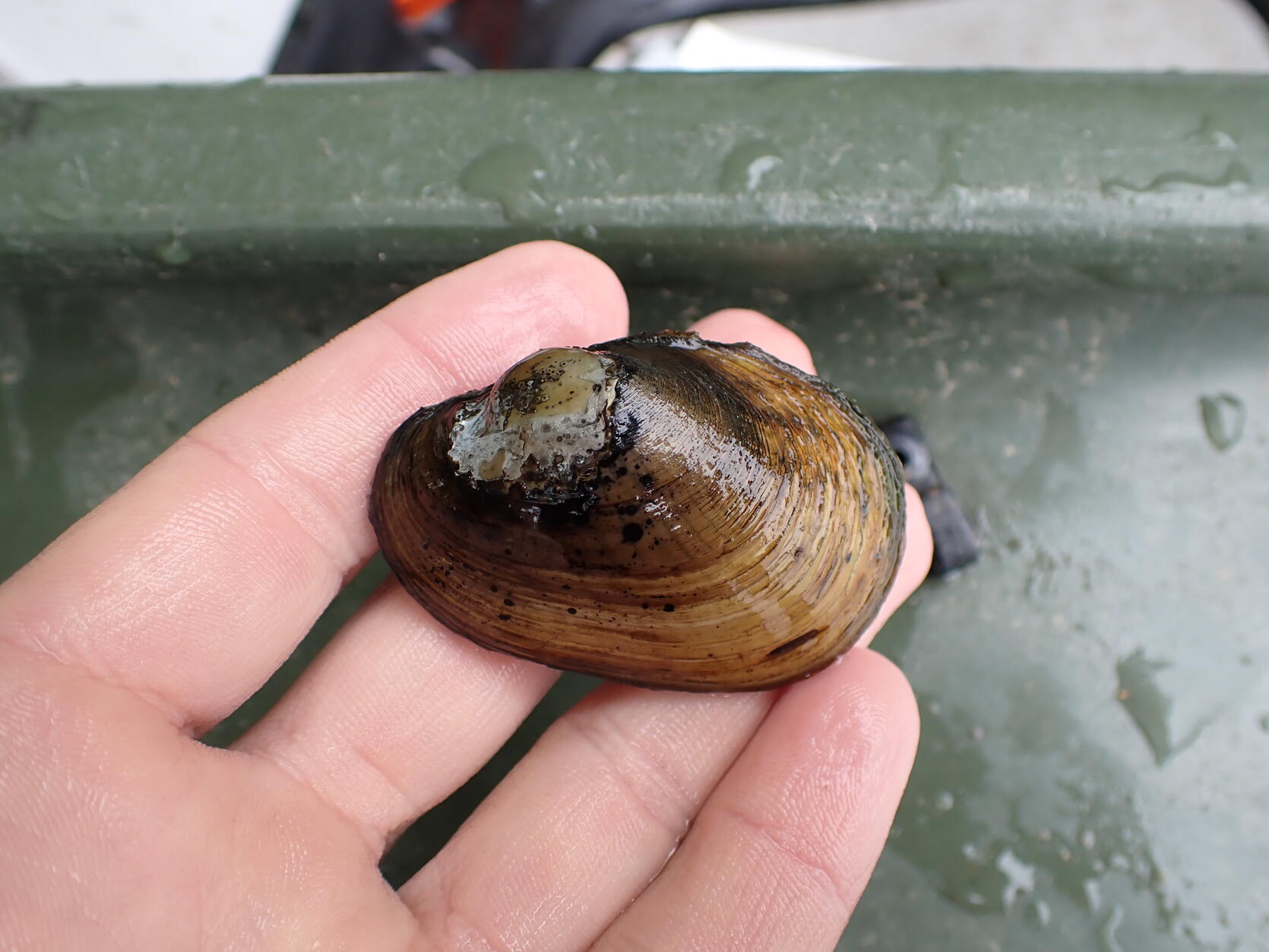 Tidewater Mucket | Mass.gov