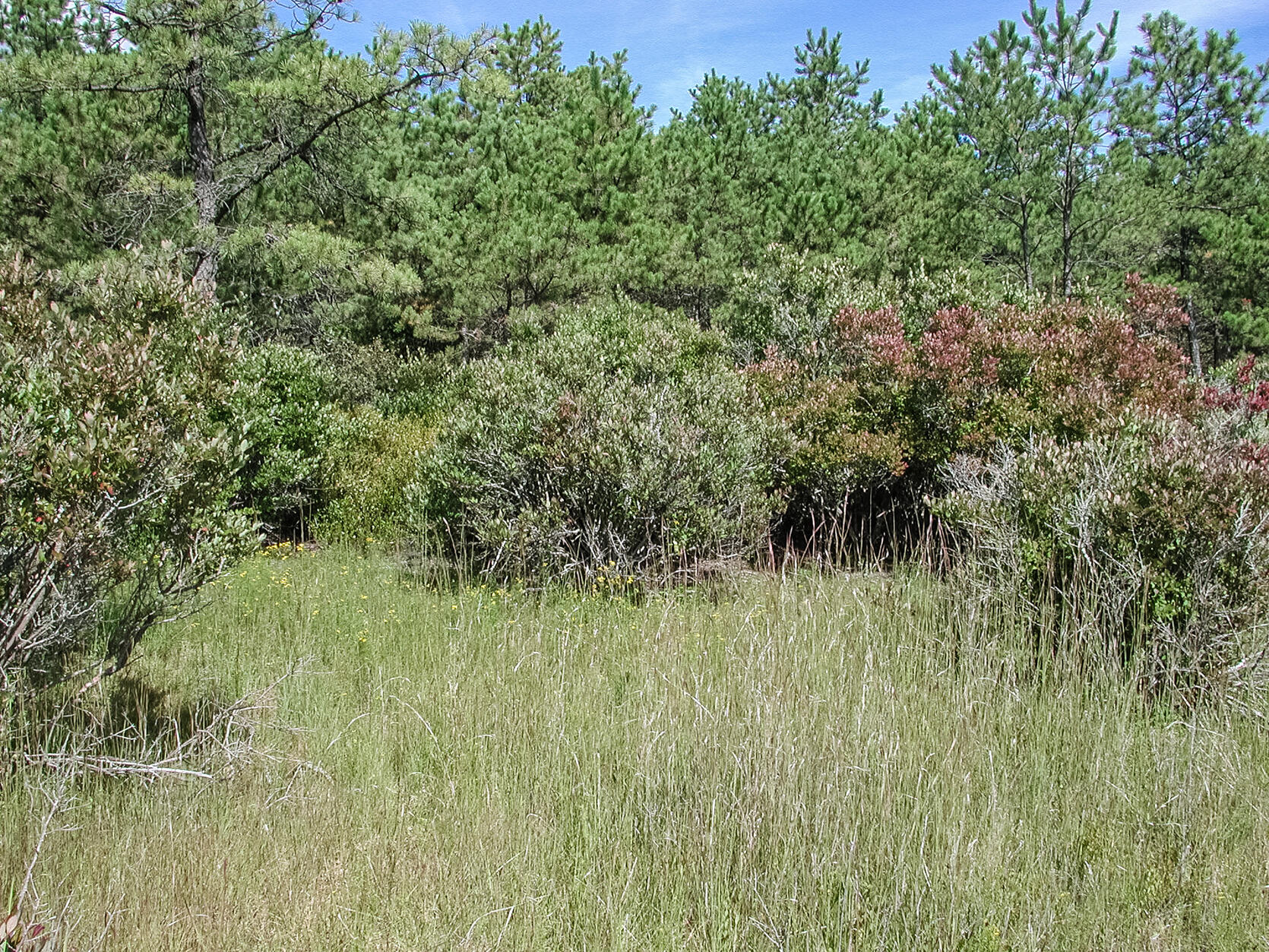 Pale Green Pinion Moth | Mass.gov