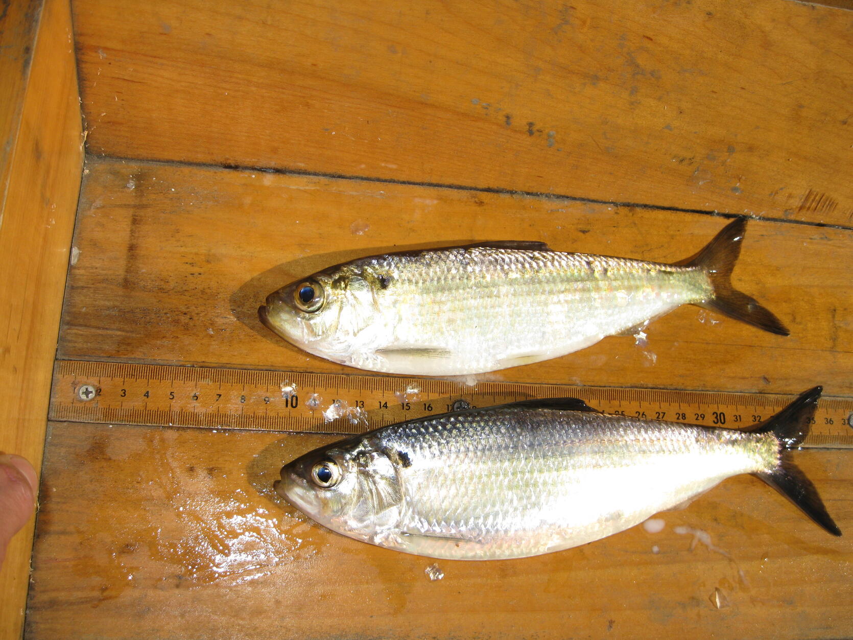 Blueback Herring | Mass.gov