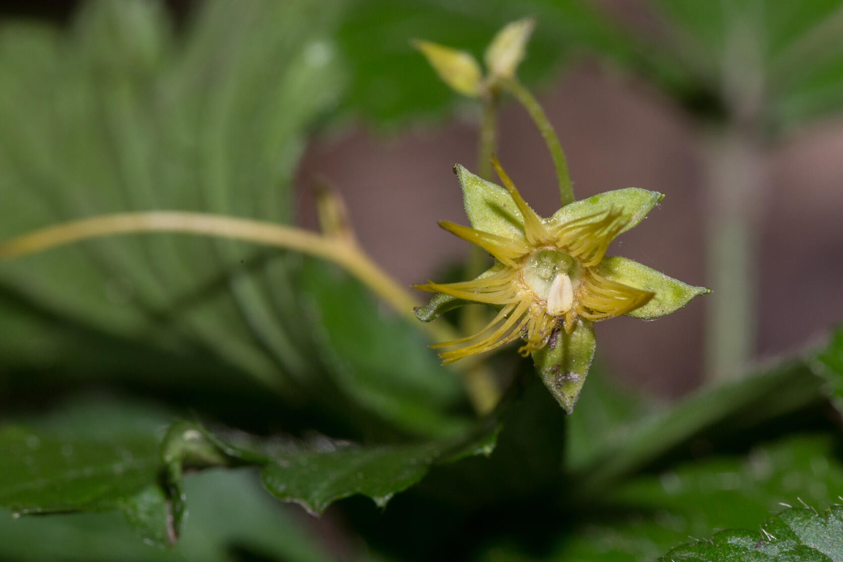 Barren Strawberry | Mass.gov