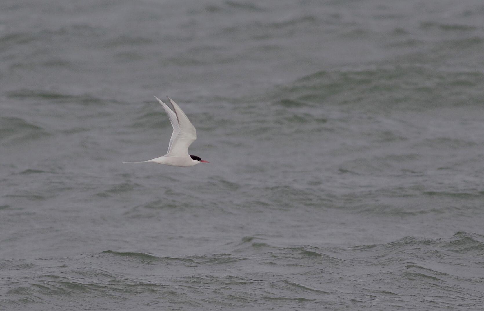 Arctic Tern | Mass.gov