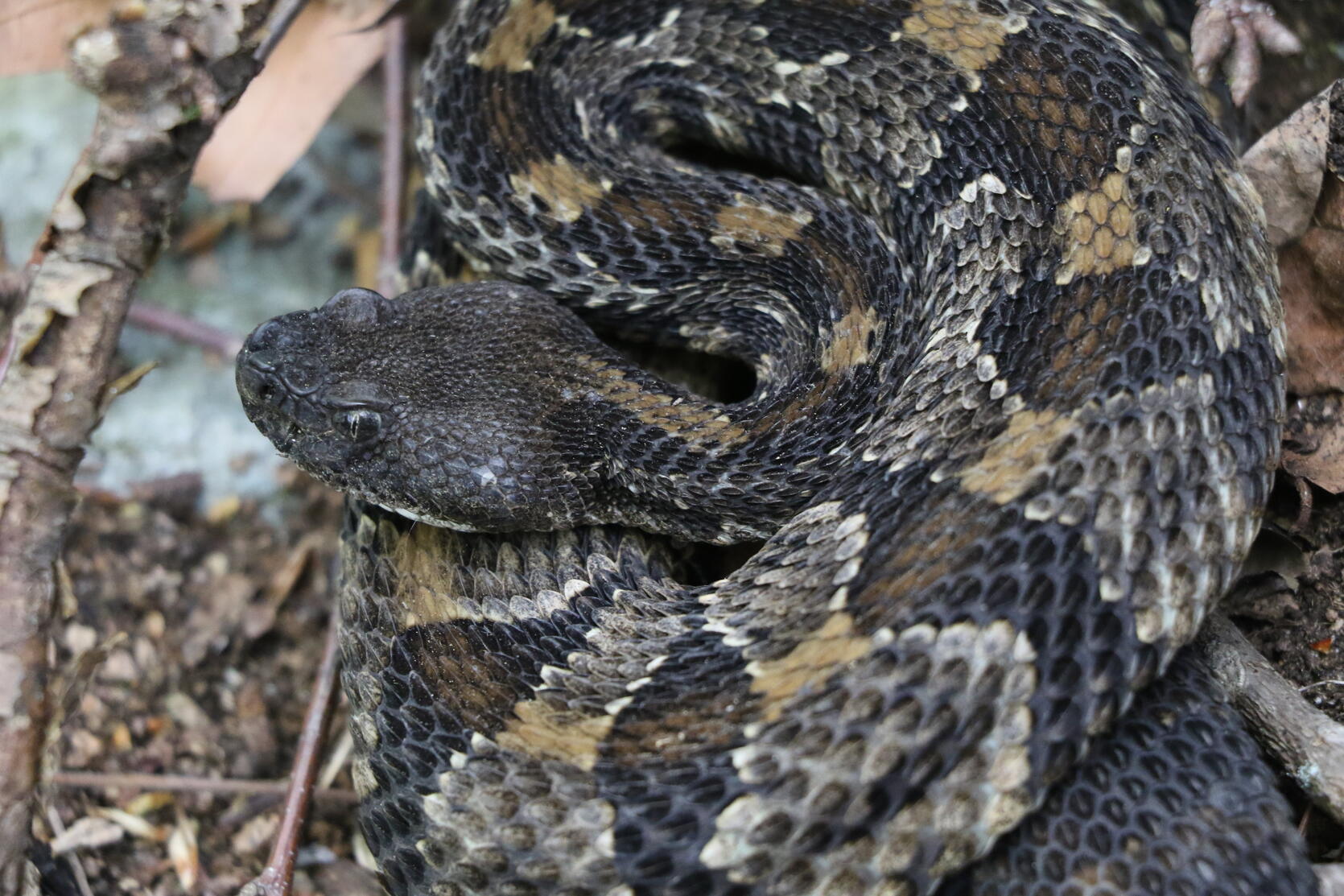 Timber Rattlesnake | Mass.gov