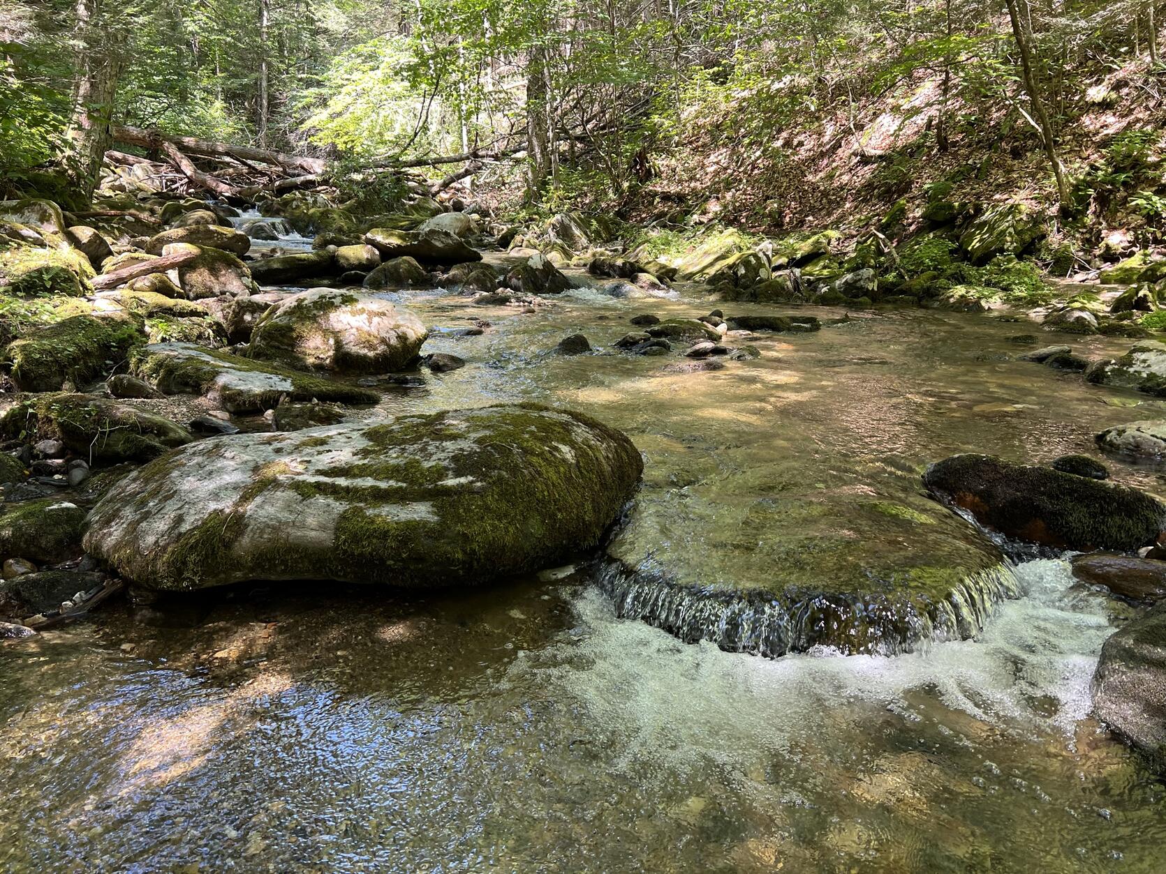 Appalachian Brook Crayfish | Mass.gov