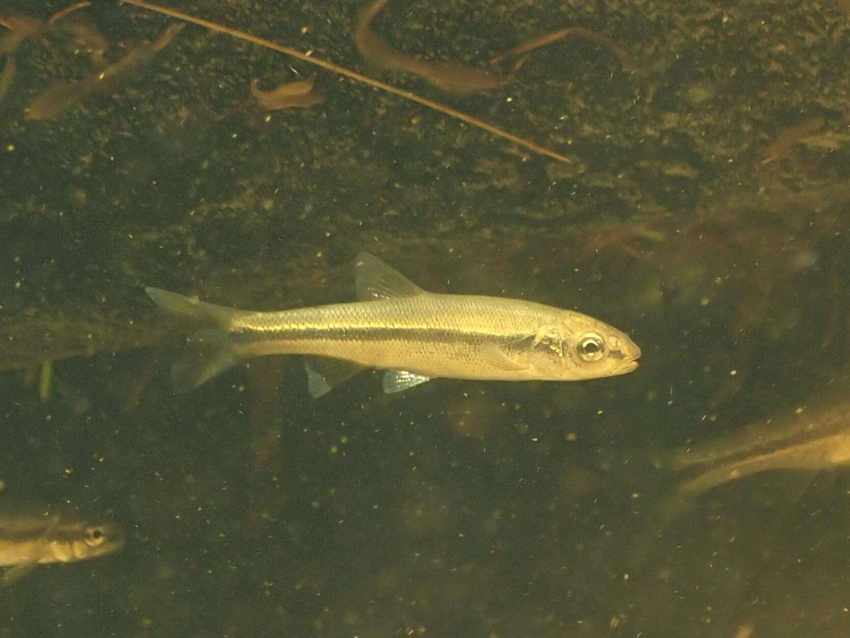 Lake Chub | Mass.gov