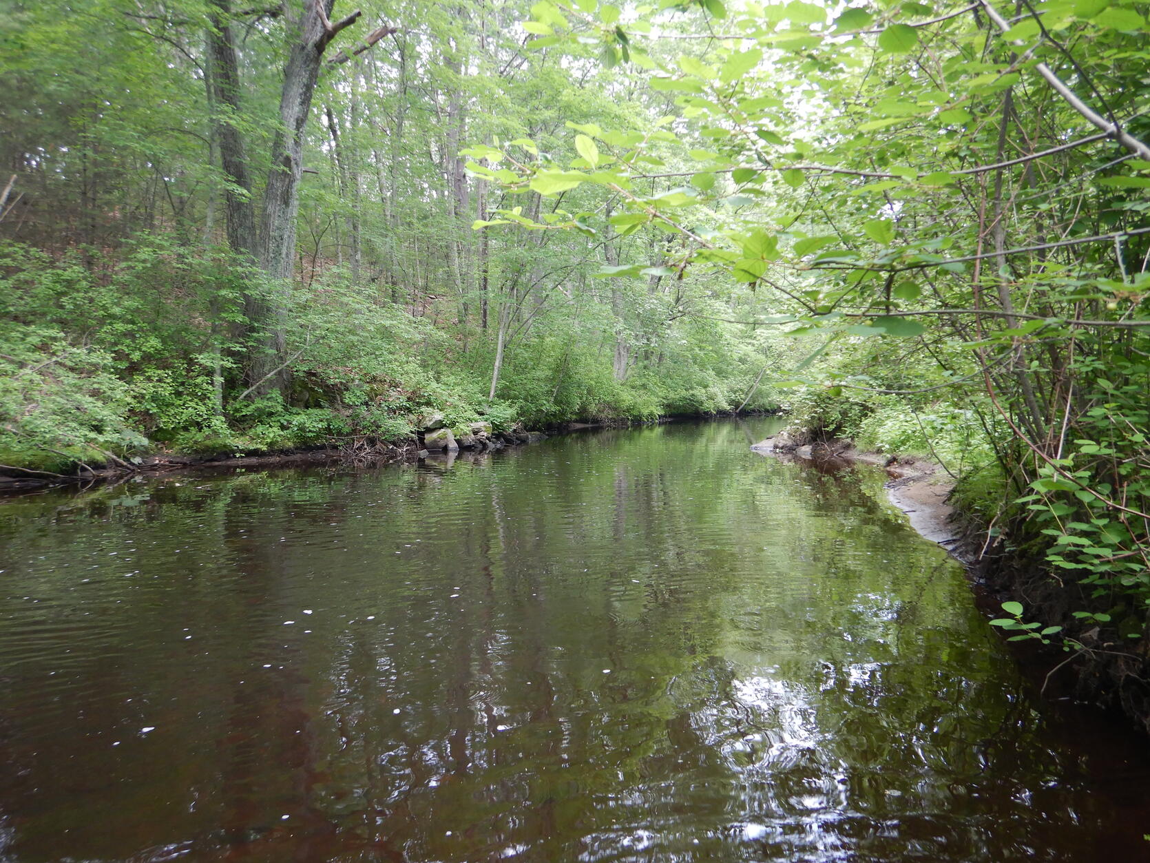 Quinebaug River Crayfish | Mass.gov