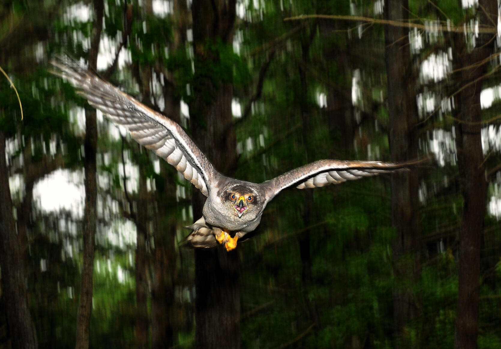 American Goshawk | Mass.gov