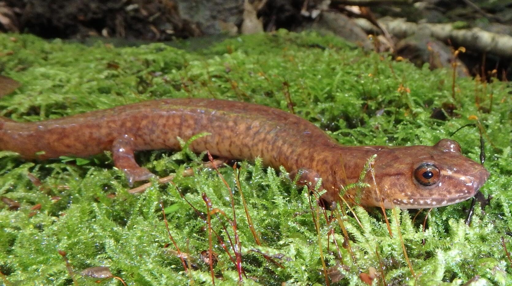 Spring Salamander | Mass.gov