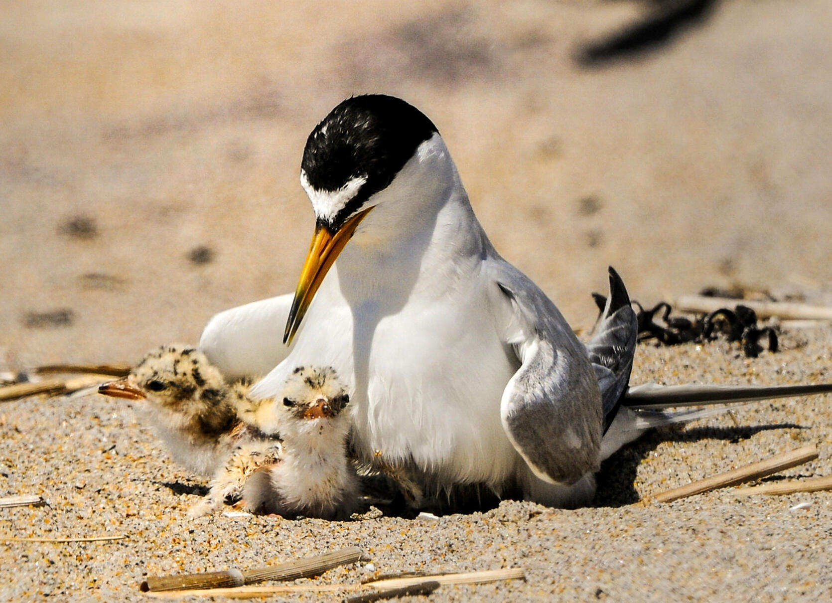 Least Tern | Mass.gov