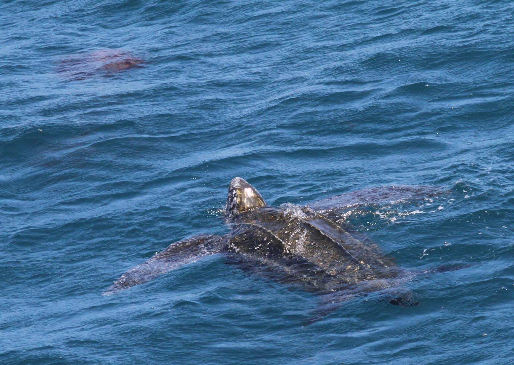 Leatherback Sea Turtle | Mass.gov