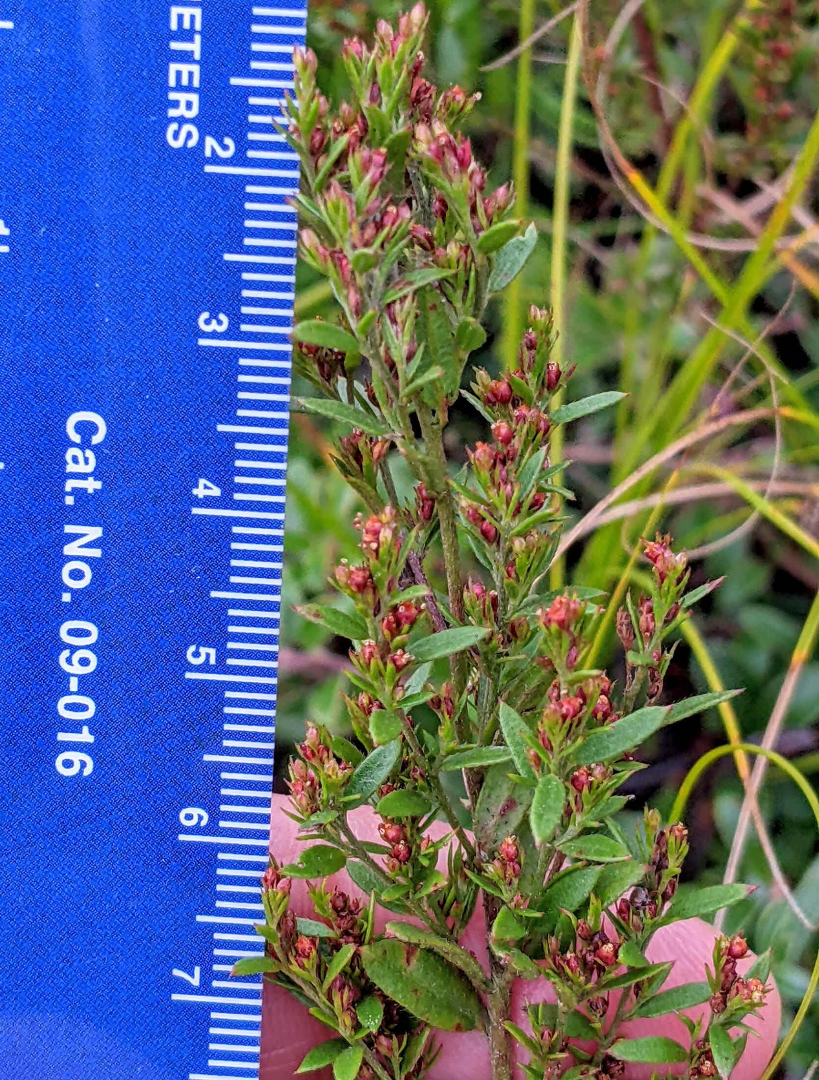 Thyme-leaf Pinweed | Mass.gov