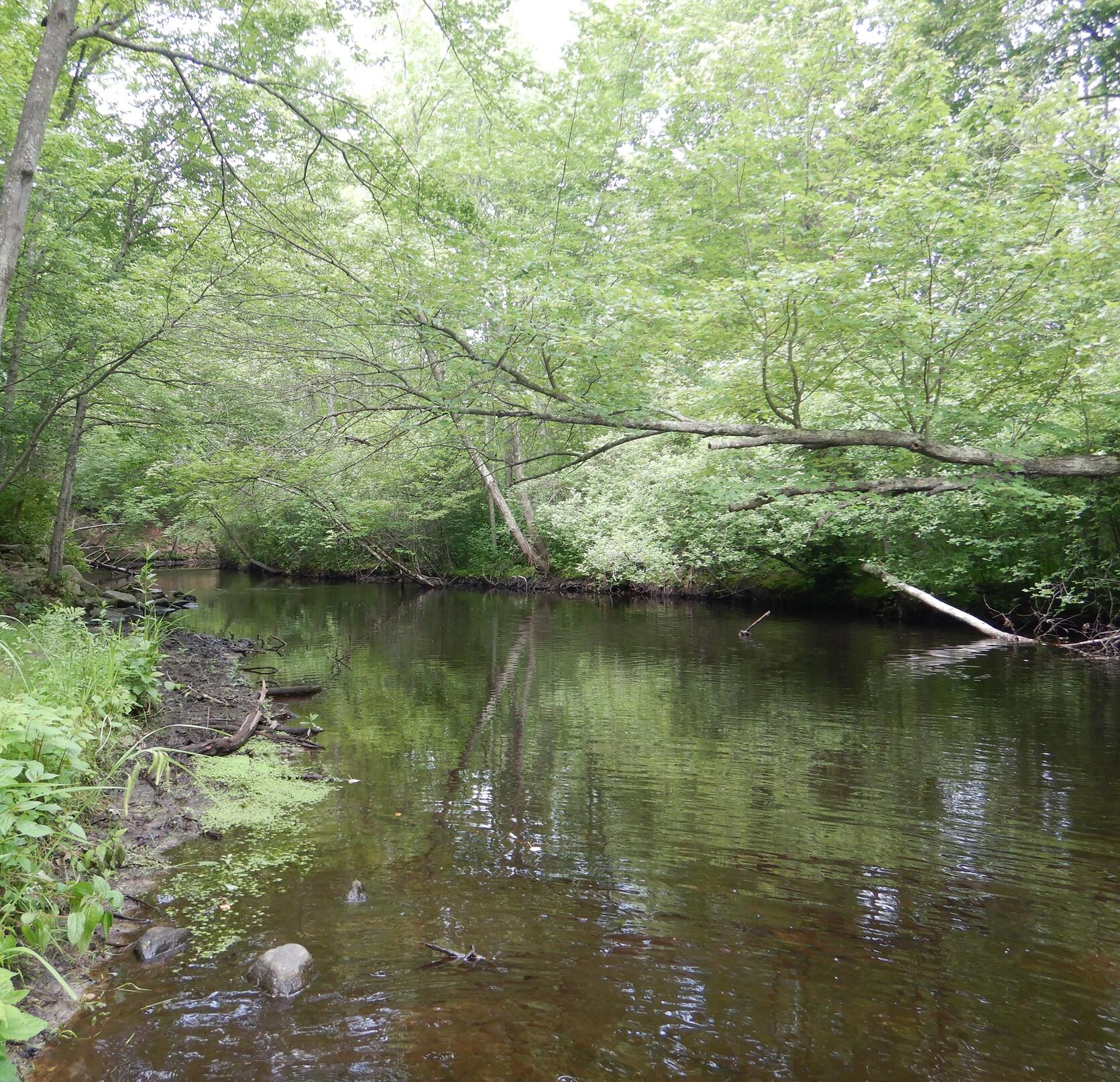 American Brook Lamprey | Mass.gov